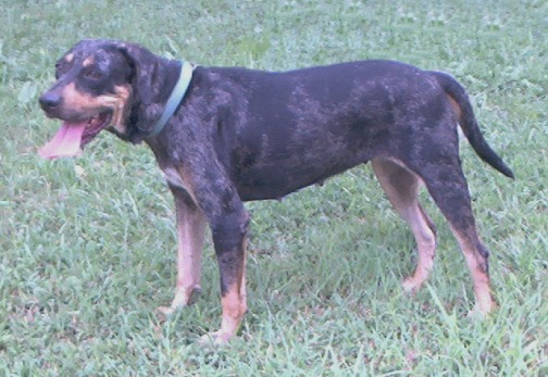 About Catahoulas